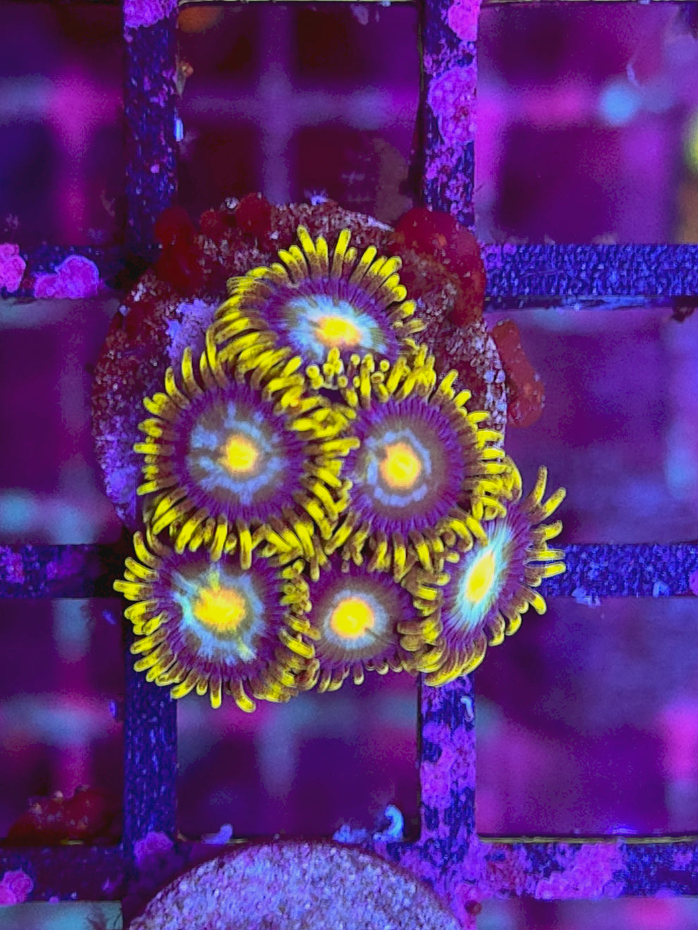 Blueberry fields Zoa – Coral Insanity
