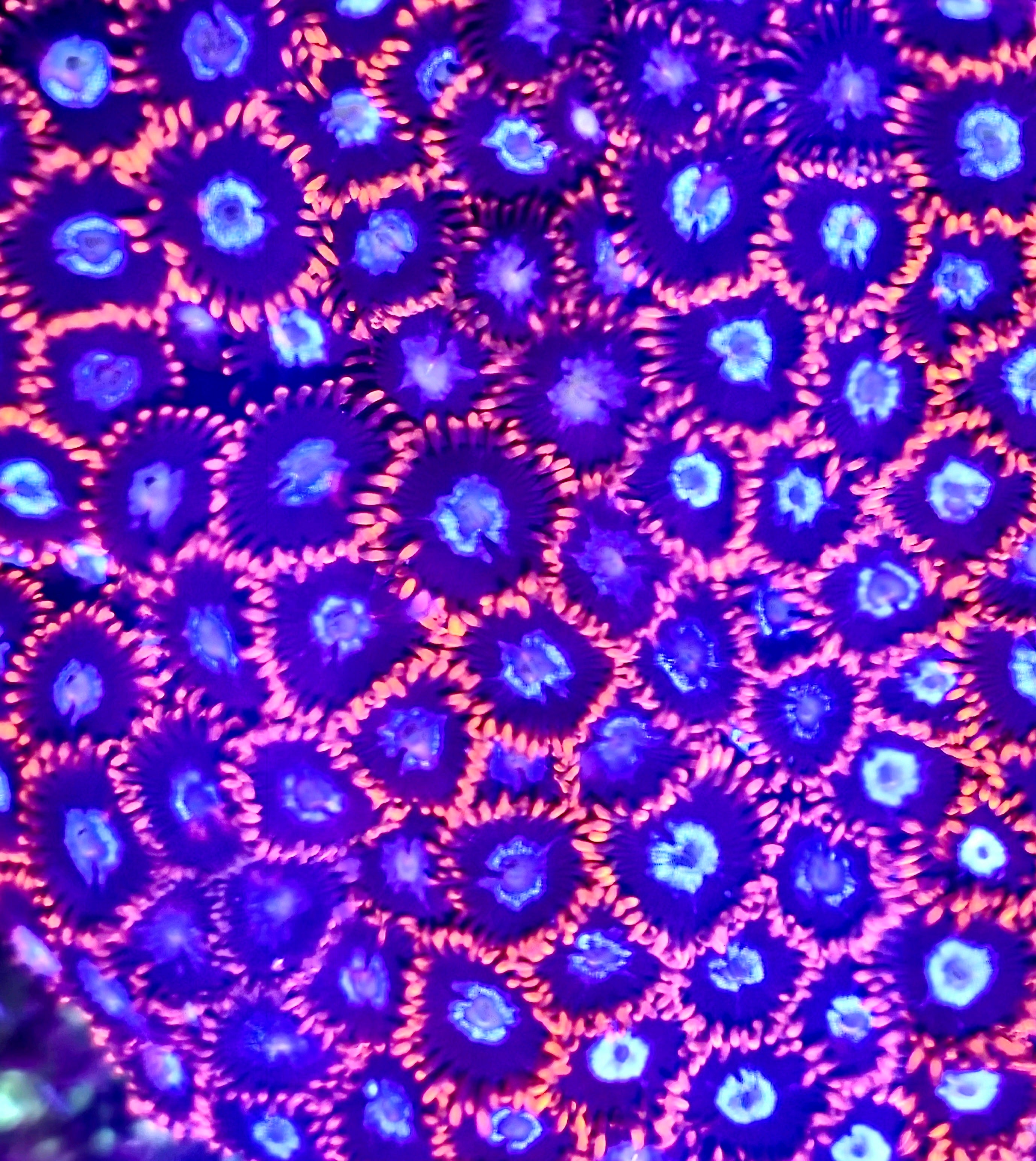 Fire and Ice Zoa Chunky plug – Coral Insanity