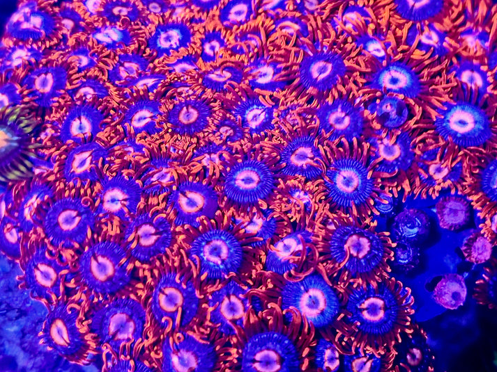 Snitches Zoa – Coral Insanity
