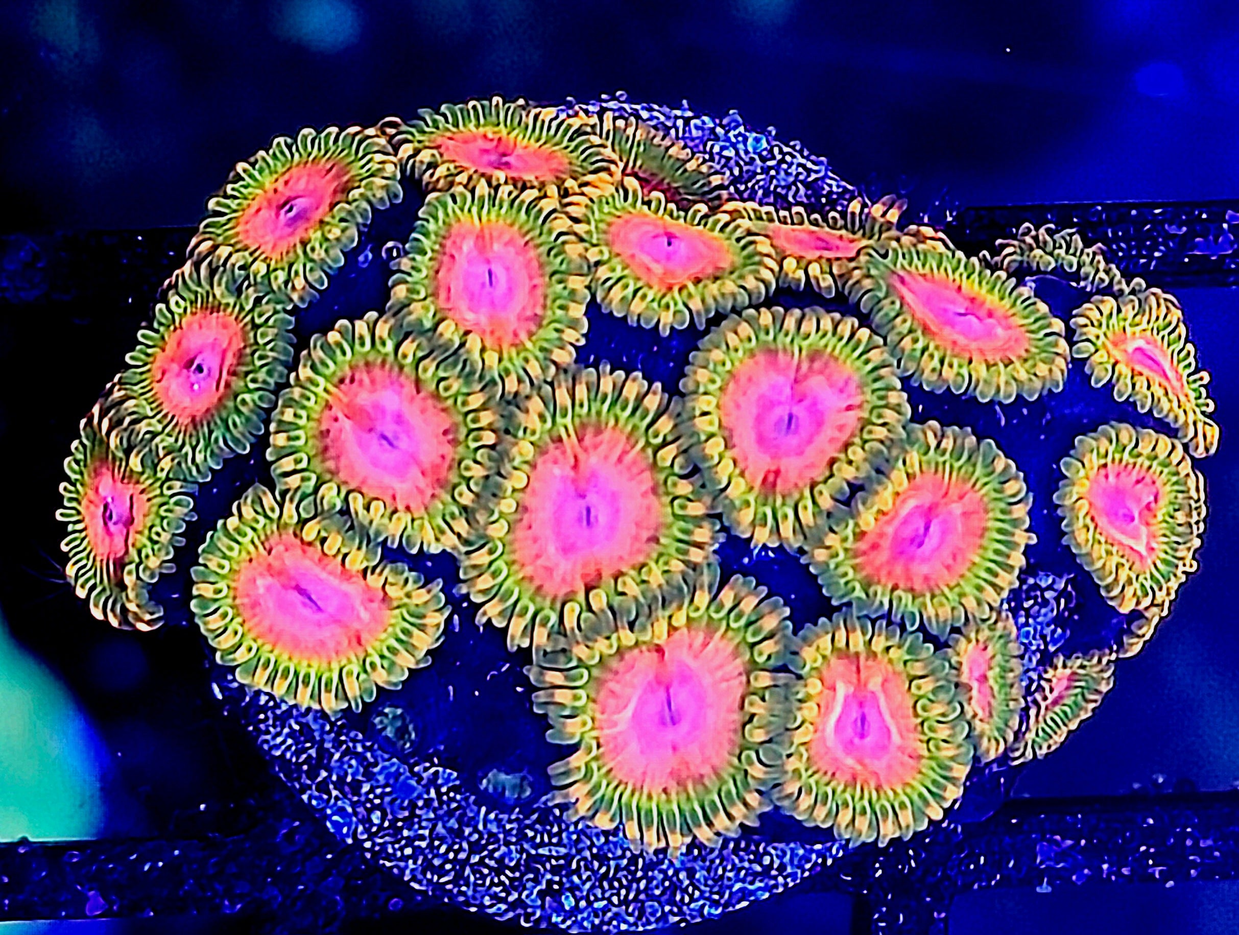 Awesome Blossom Zoa – Coral Insanity