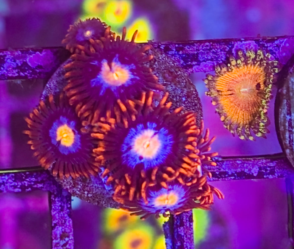 Mystique Zoa – Coral Insanity