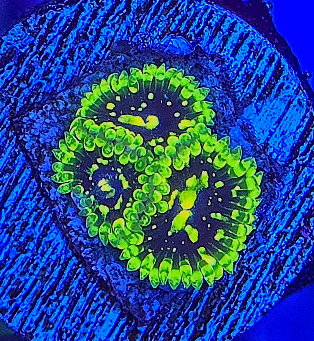 Zoanthids and Palys – Coral Insanity