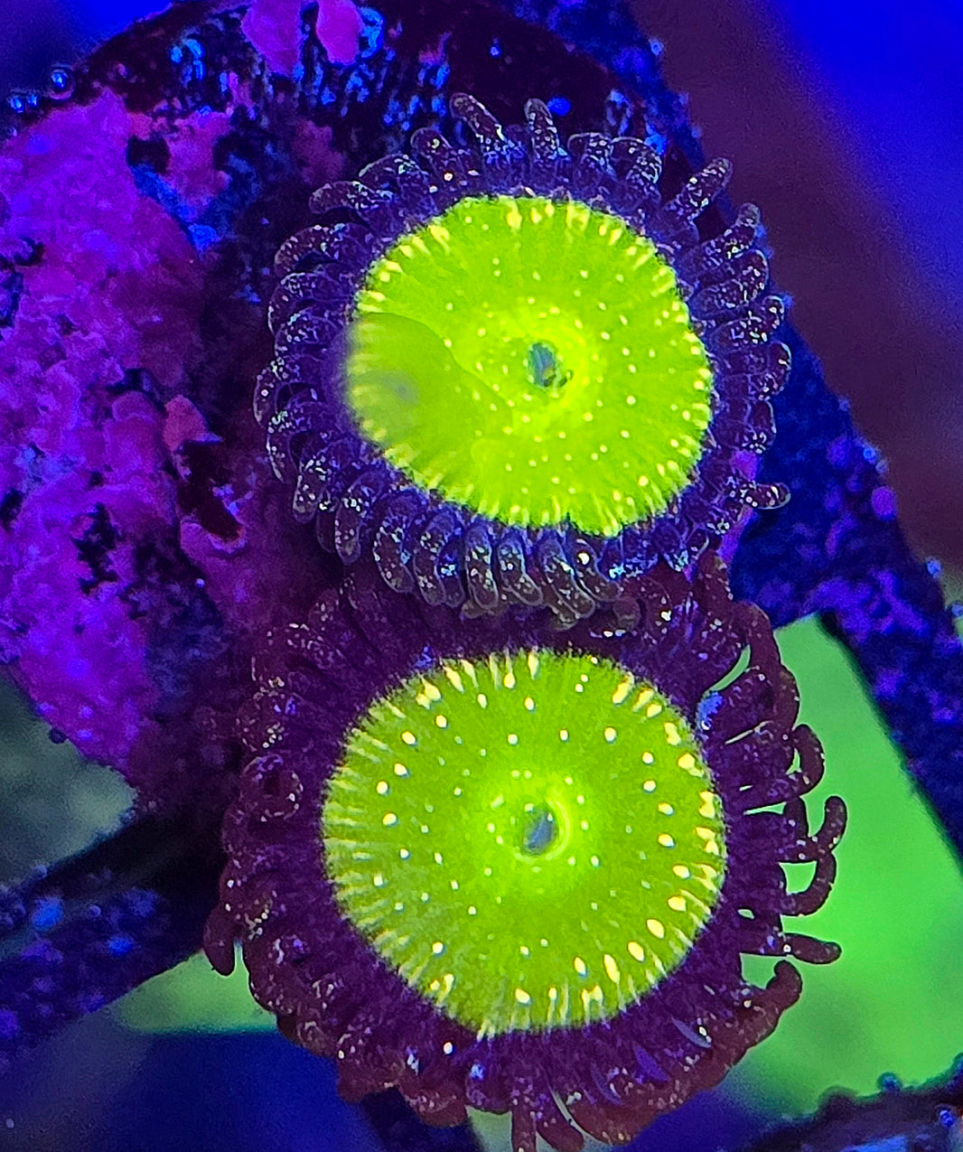 Zoanthids and Palys – Coral Insanity