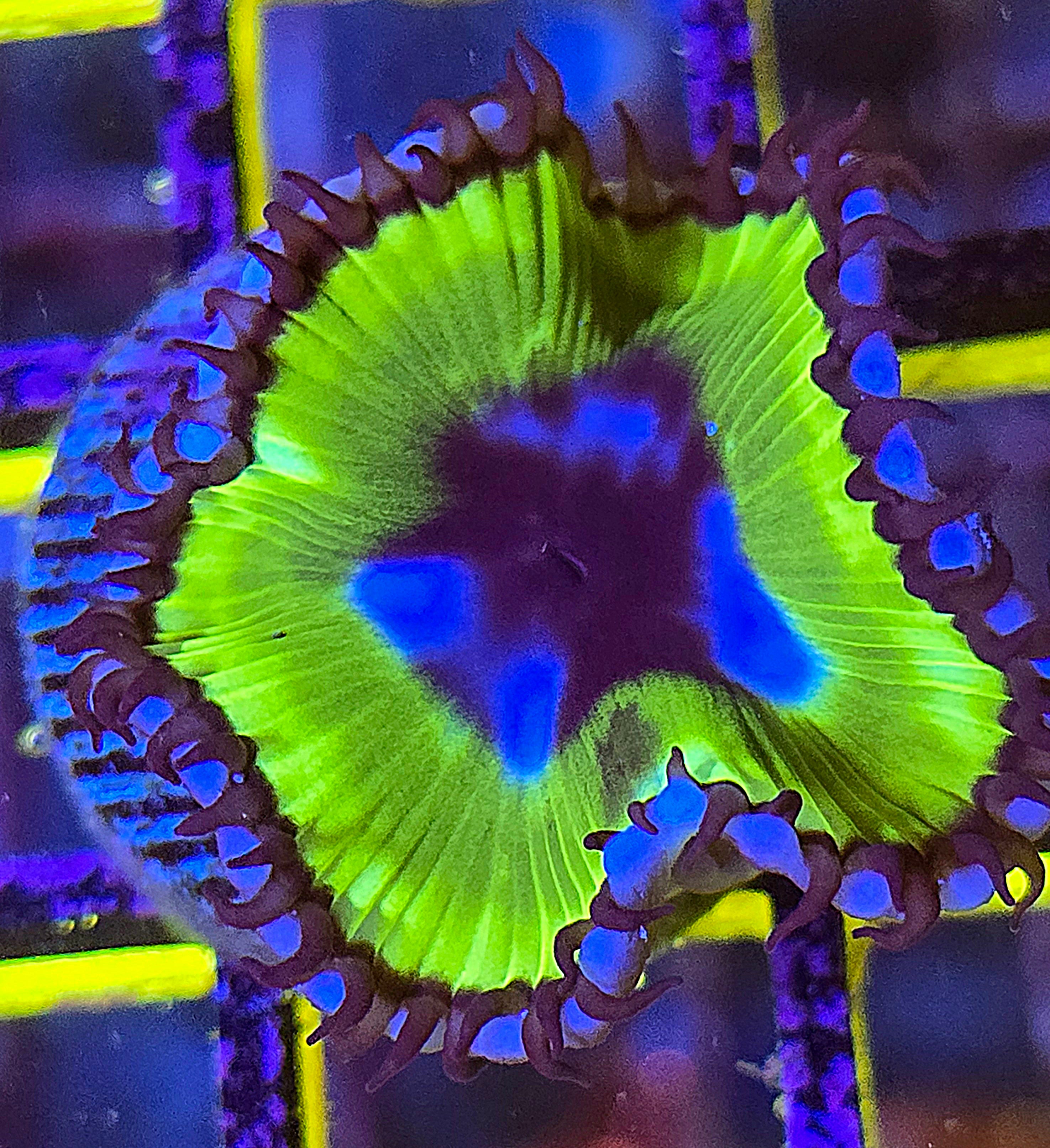 Grandis Zoa – Coral Insanity