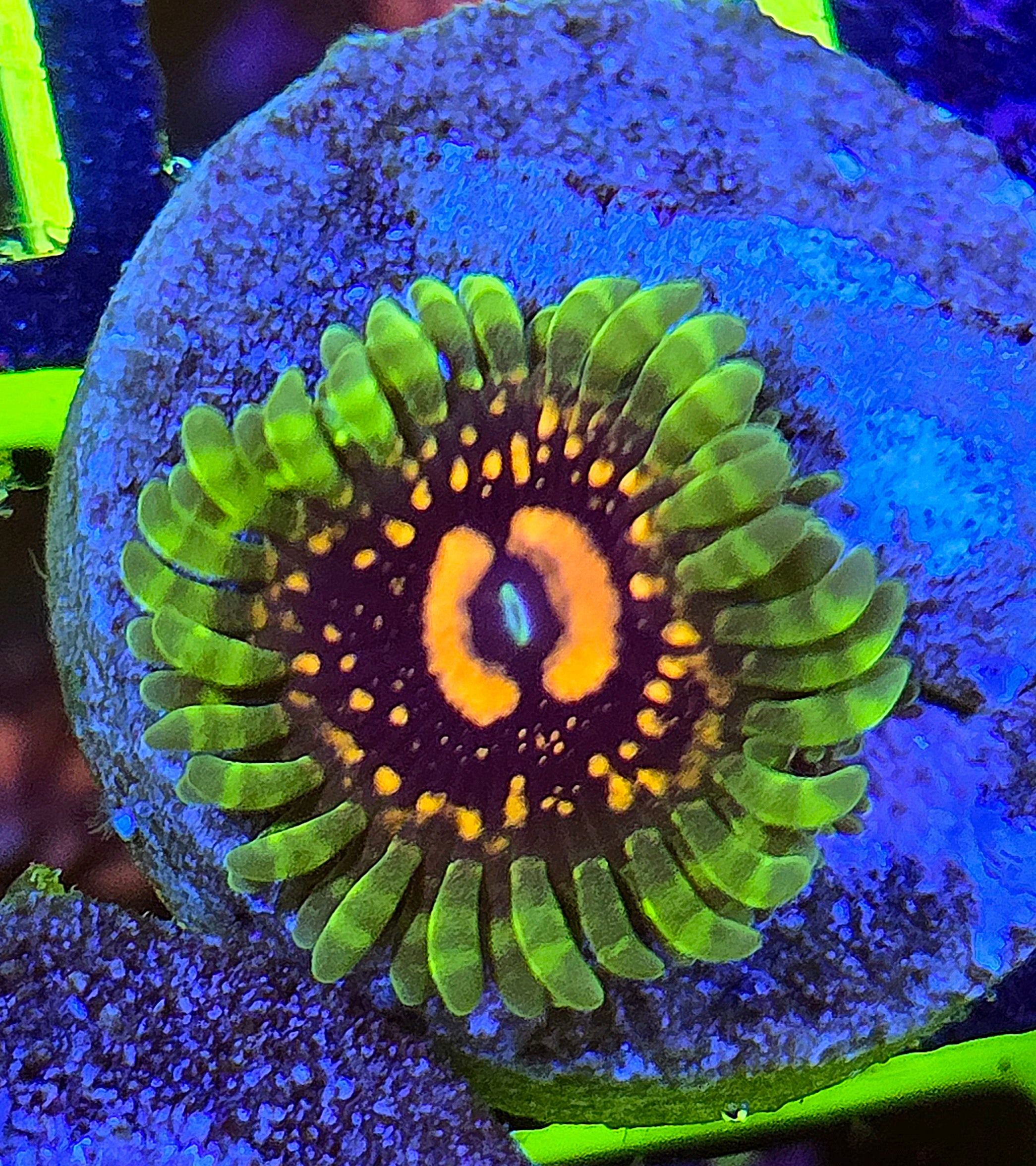 GMK Grand Master Karakatoa 1p – Coral Insanity