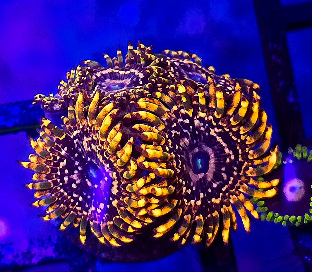 Zoanthids and Palys – Coral Insanity