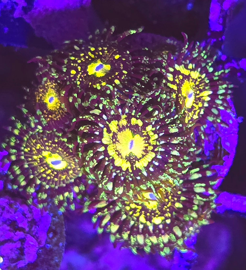 Zoanthids and Palys – Coral Insanity