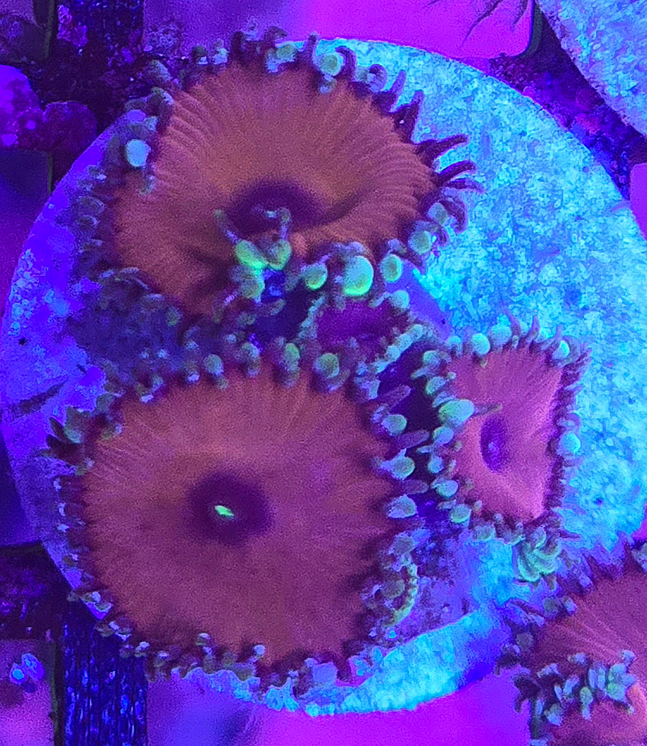 Zoanthids and Palys – Page 5 – Coral Insanity