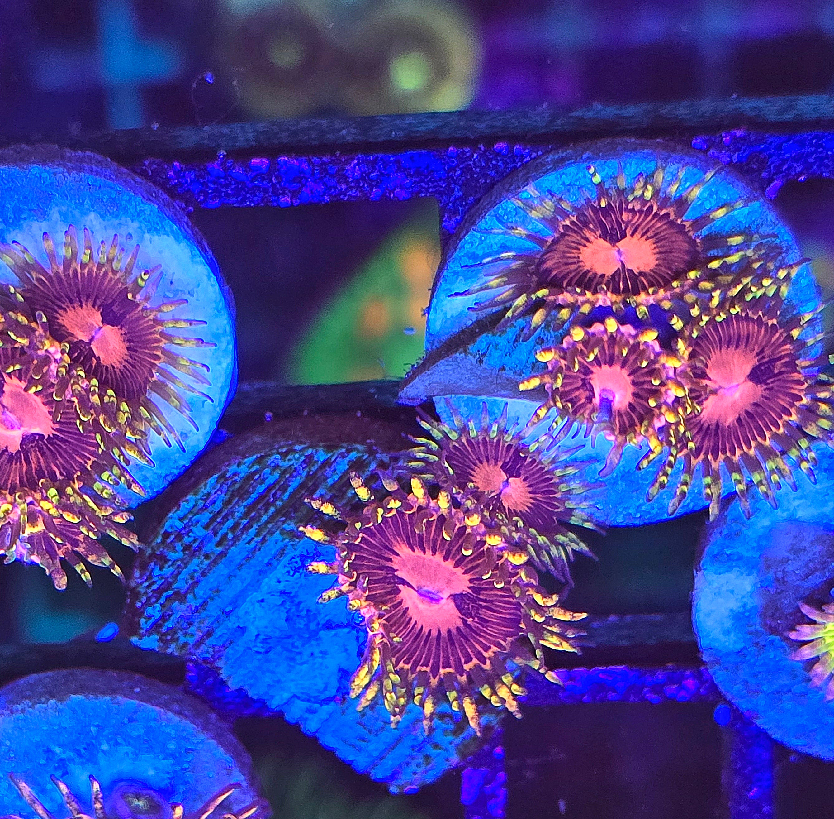 Aphrodite Zoa – Coral Insanity