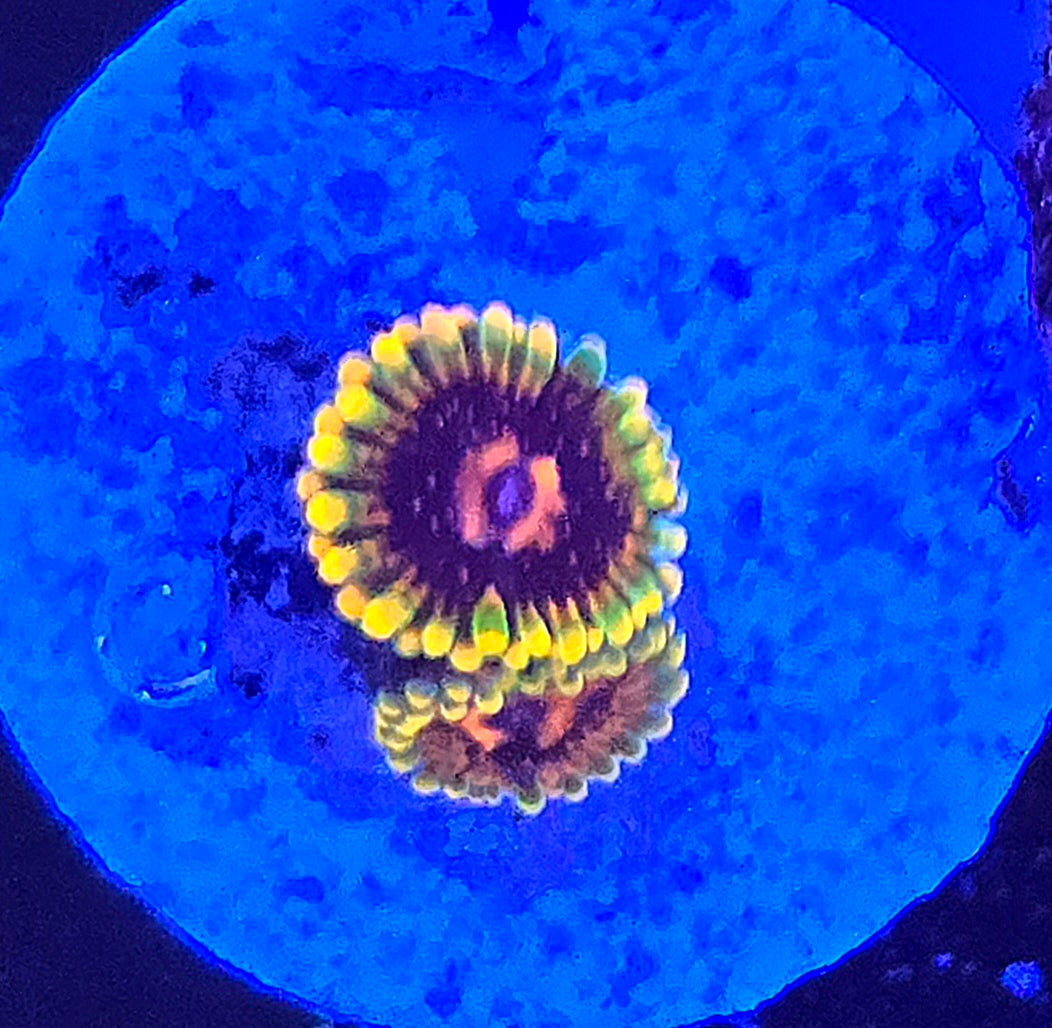 Jedi Mind Trick Zoa double – Coral Insanity