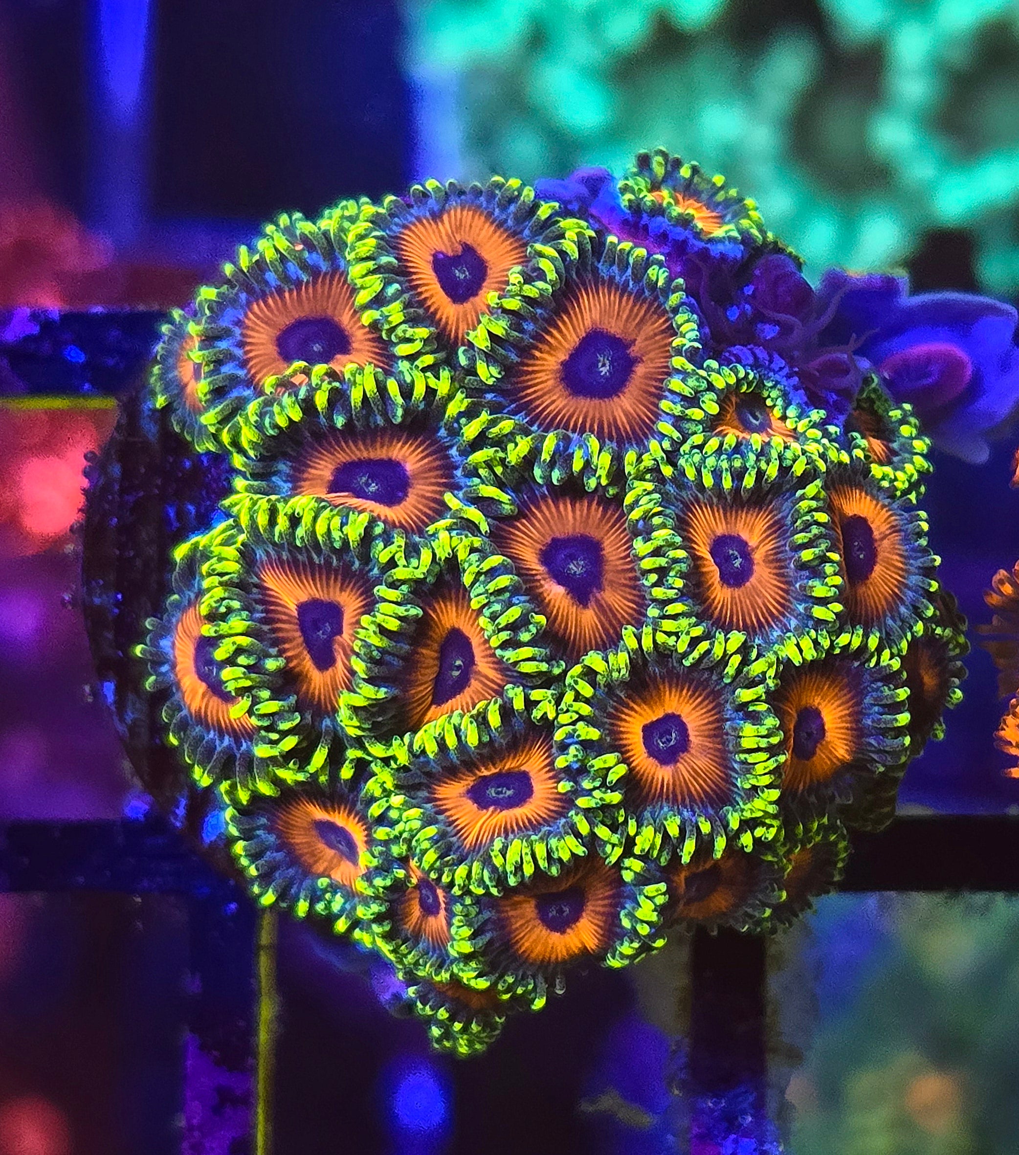 Eagle Eye Zoa – Coral Insanity