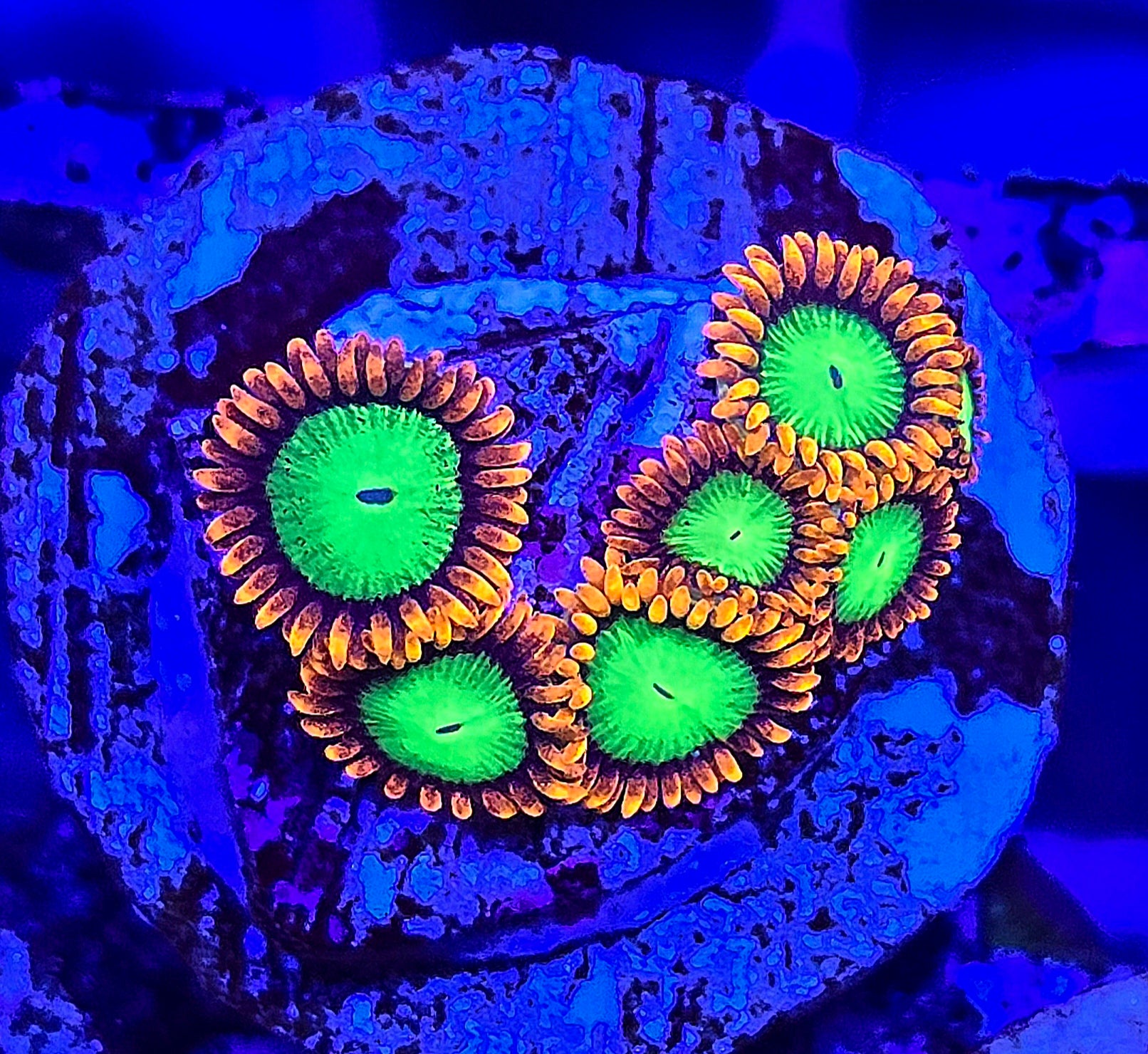 Goblins on Fire Zoa – Coral Insanity