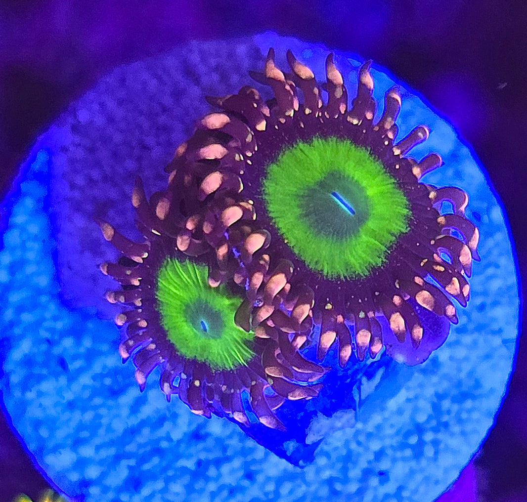 Zoanthids and Palys – Coral Insanity