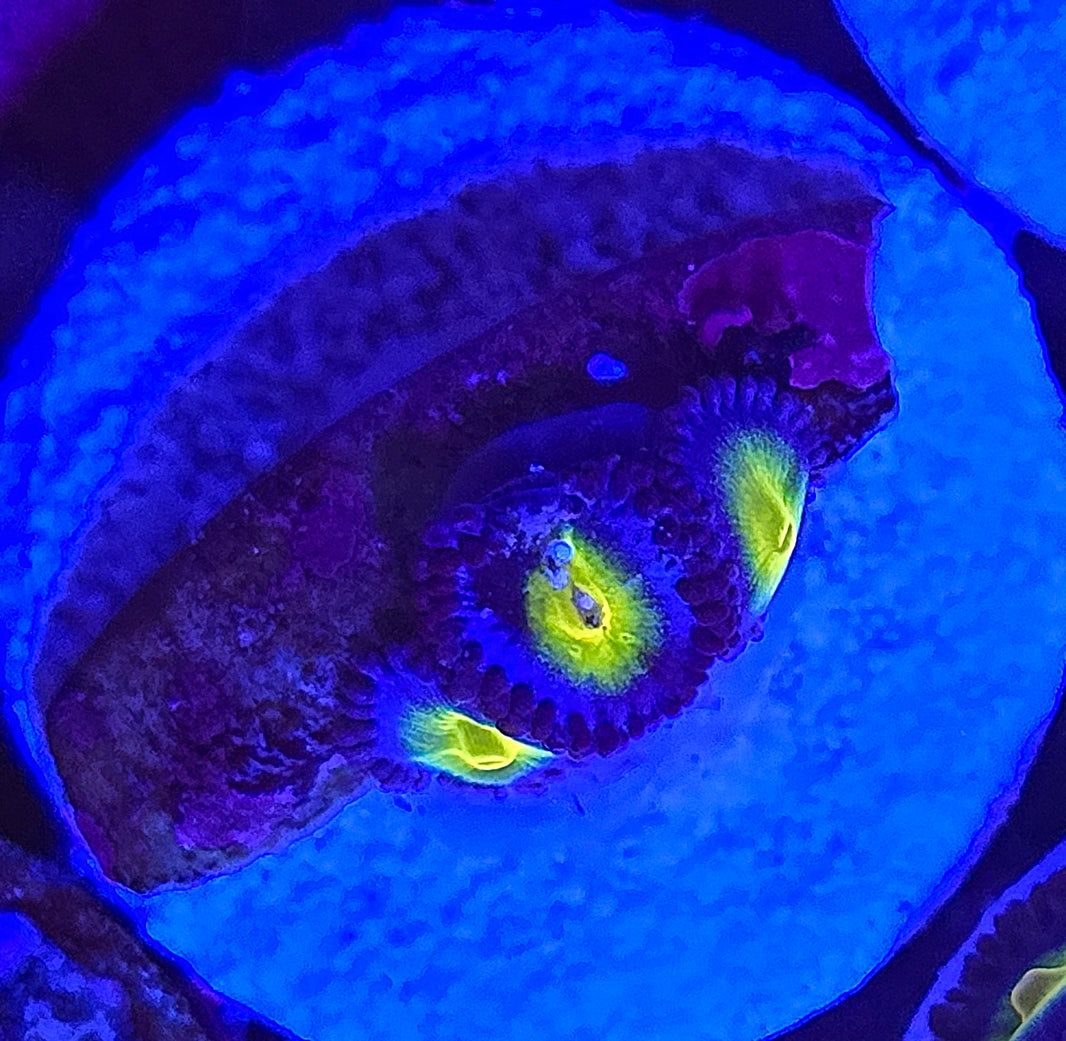 Zoanthids and Palys – Coral Insanity