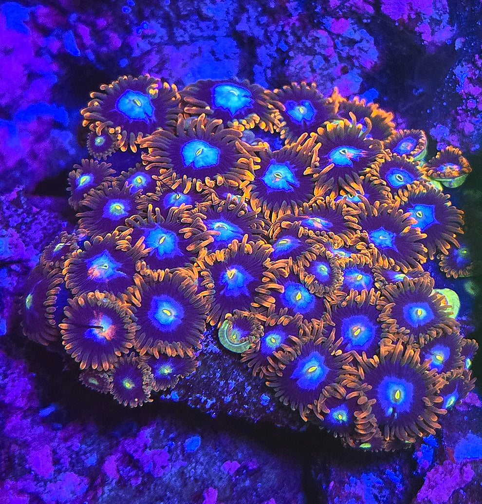 Fire and Ice Zoa – Coral Insanity