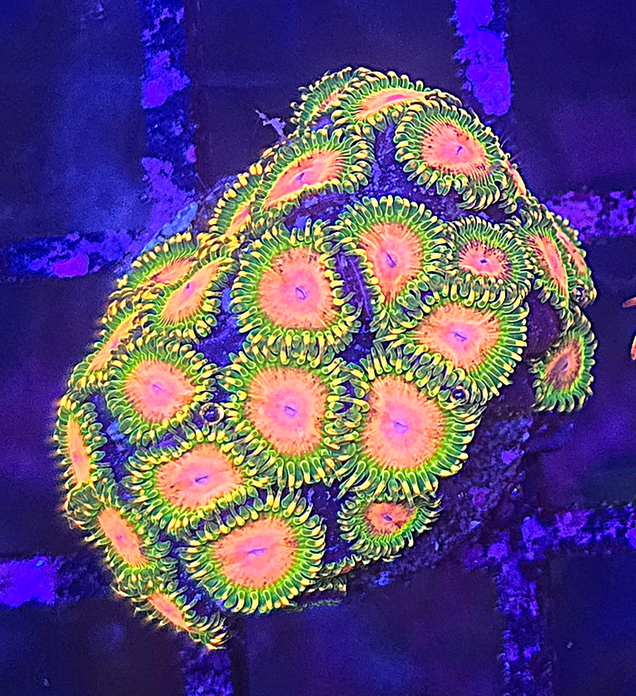 Awesome Blossom Zoa – Coral Insanity