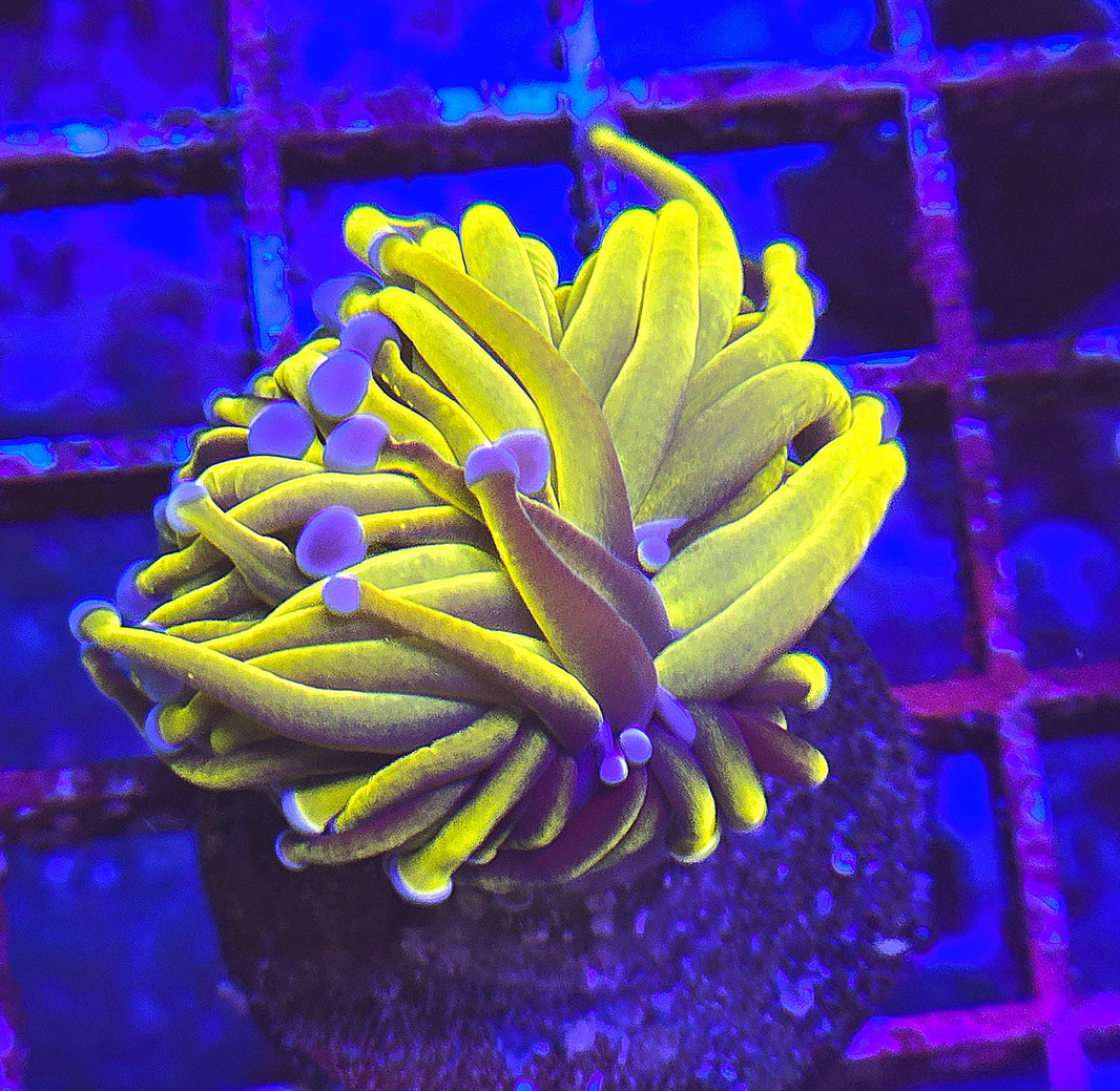 Torches and Hammers – Coral Insanity