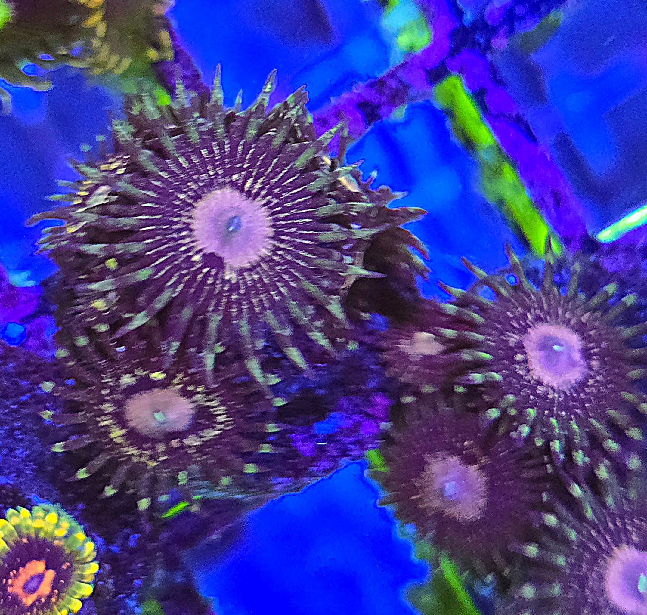 Queen Krak Zoa – Coral Insanity