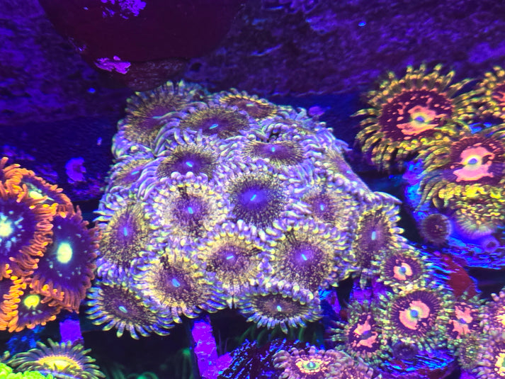 Solar Circus Zoa 4p – Coral Insanity