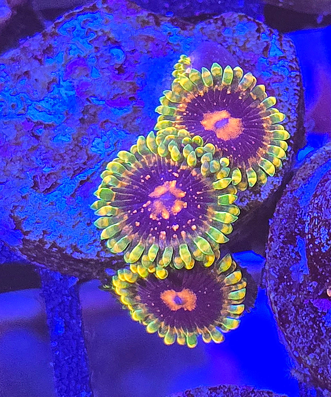 High End Zoas – Coral Insanity