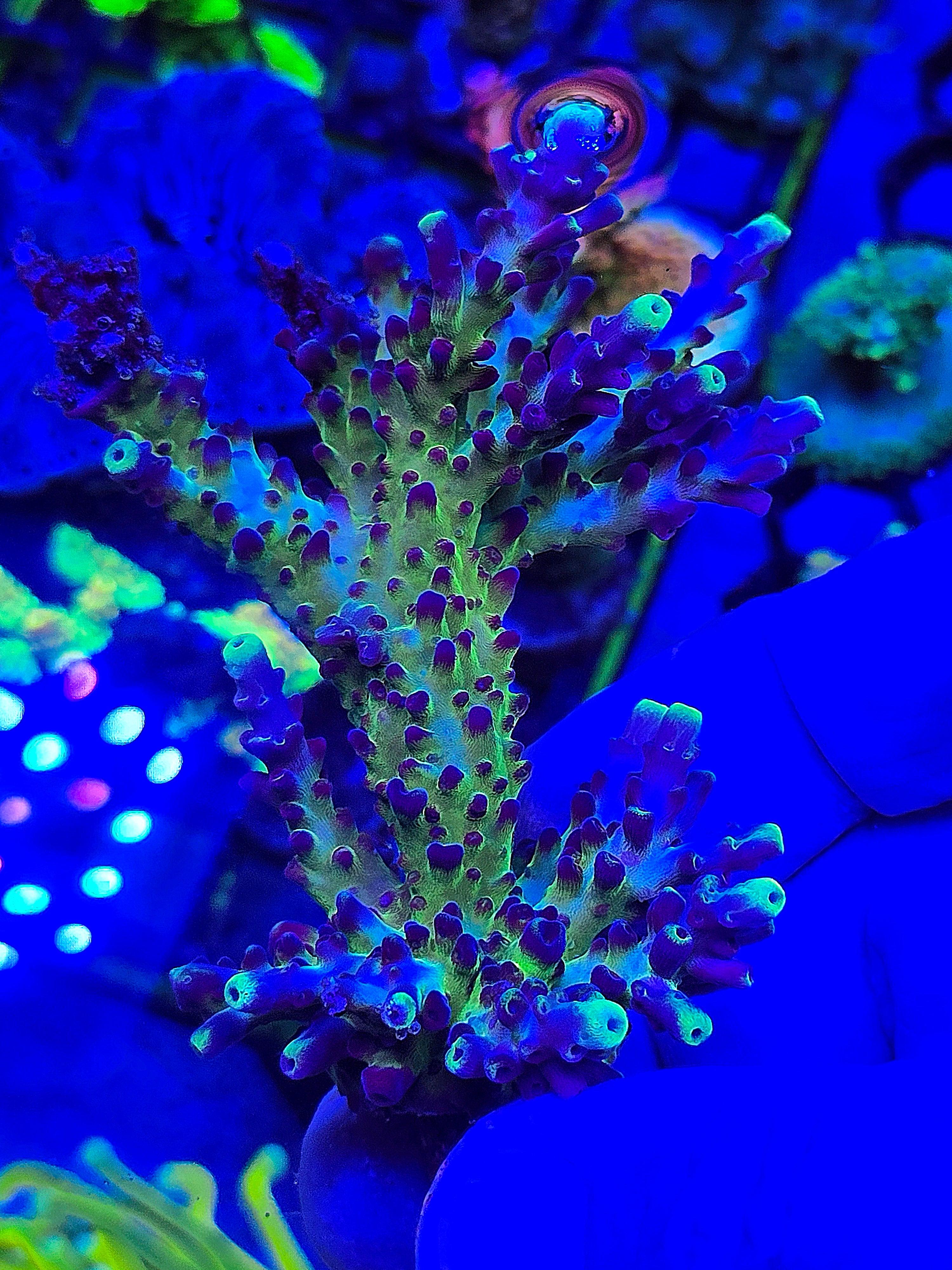 Ice Tips Tort Acro – Coral Insanity