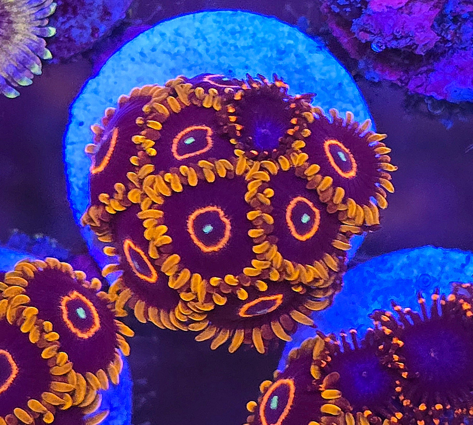 Red Hornet Zoa – Coral Insanity