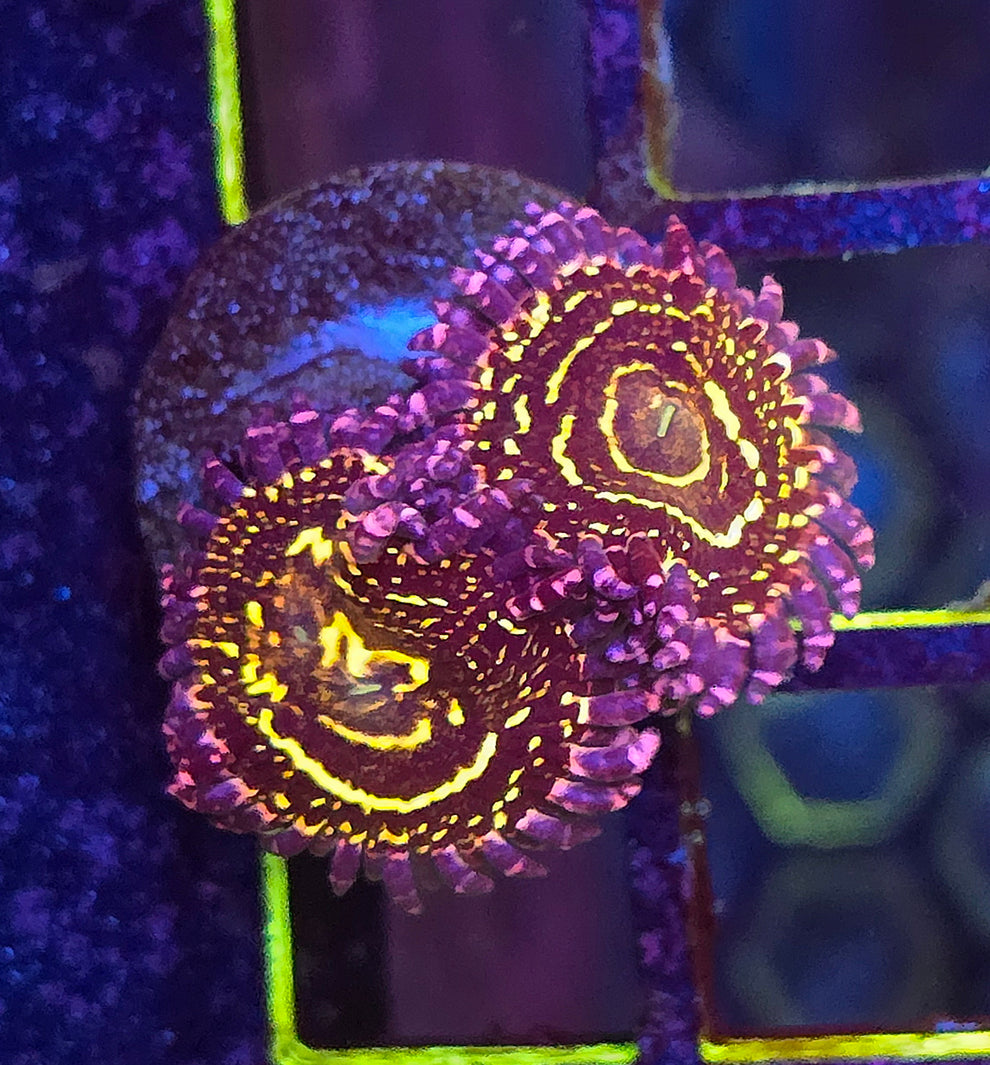 Stratosphere Zoa 2p Wysiwyg – Coral Insanity