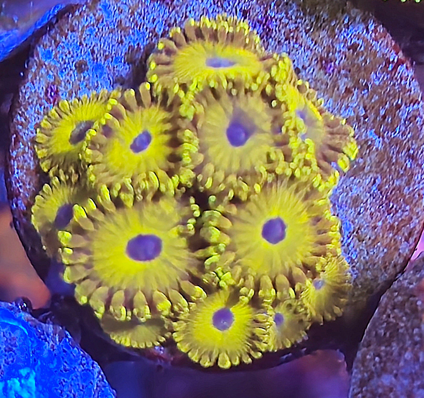 Golden Hornets Zoa – Coral Insanity