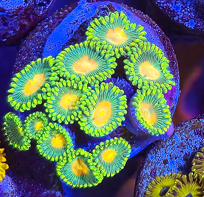 TSA Greenbay Packers Zoa – Coral Insanity
