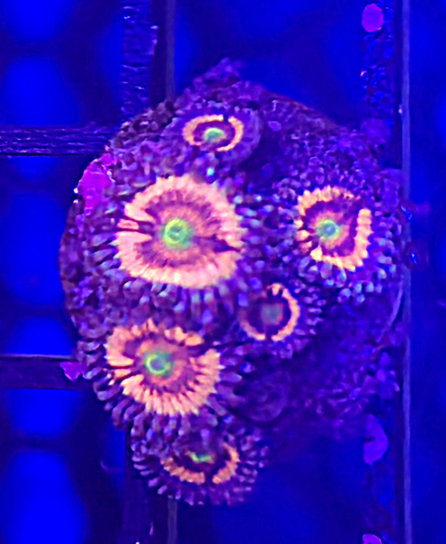 Daisy Dukes Zoa 4-5p – Coral Insanity