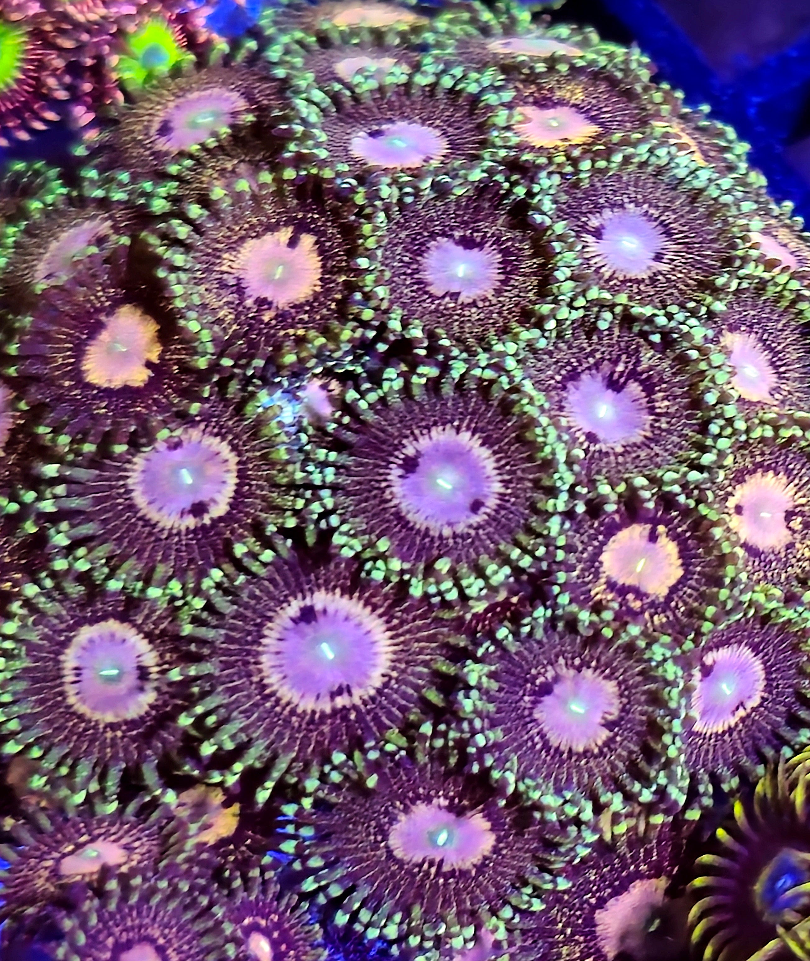 Queen Krak Zoa 3p – Coral Insanity