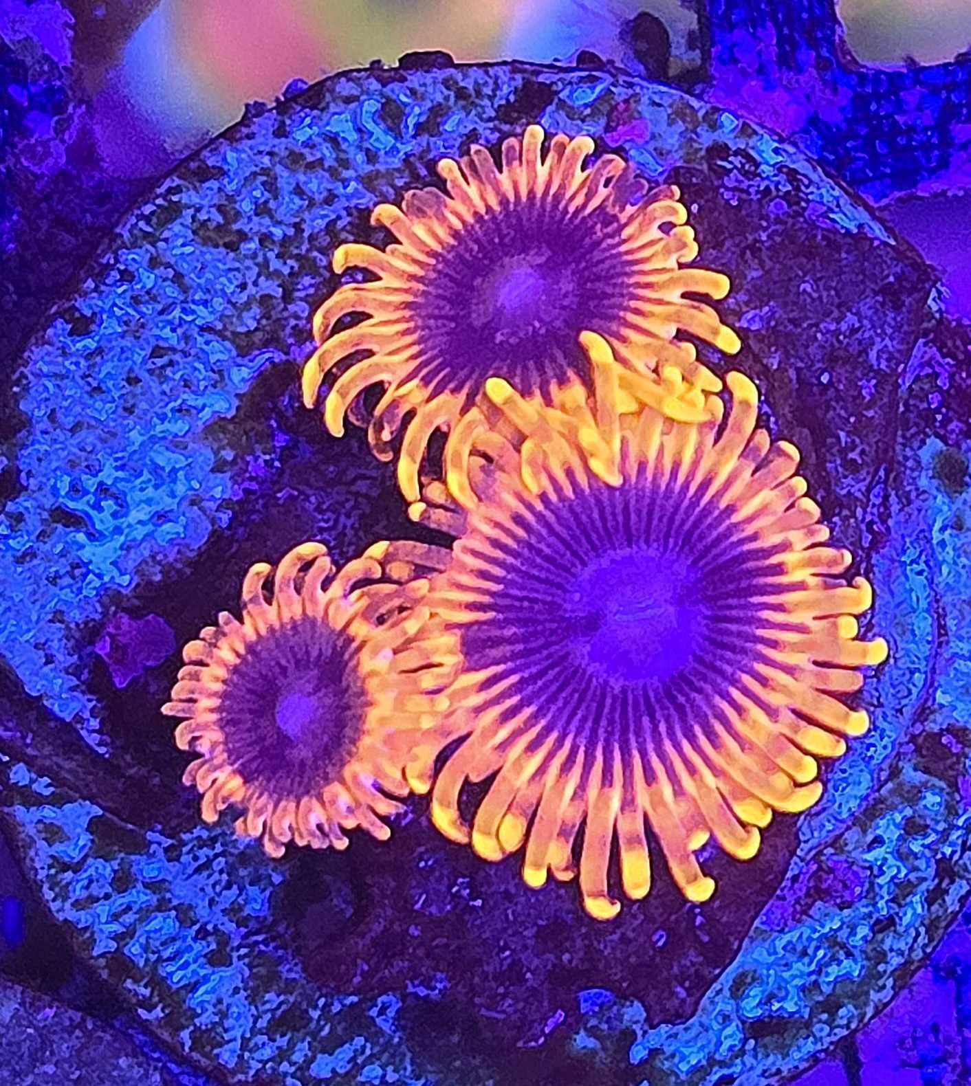 Lunare Eclipse Zoa – Coral Insanity