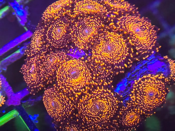 Nighmare Zoa – Coral Insanity
