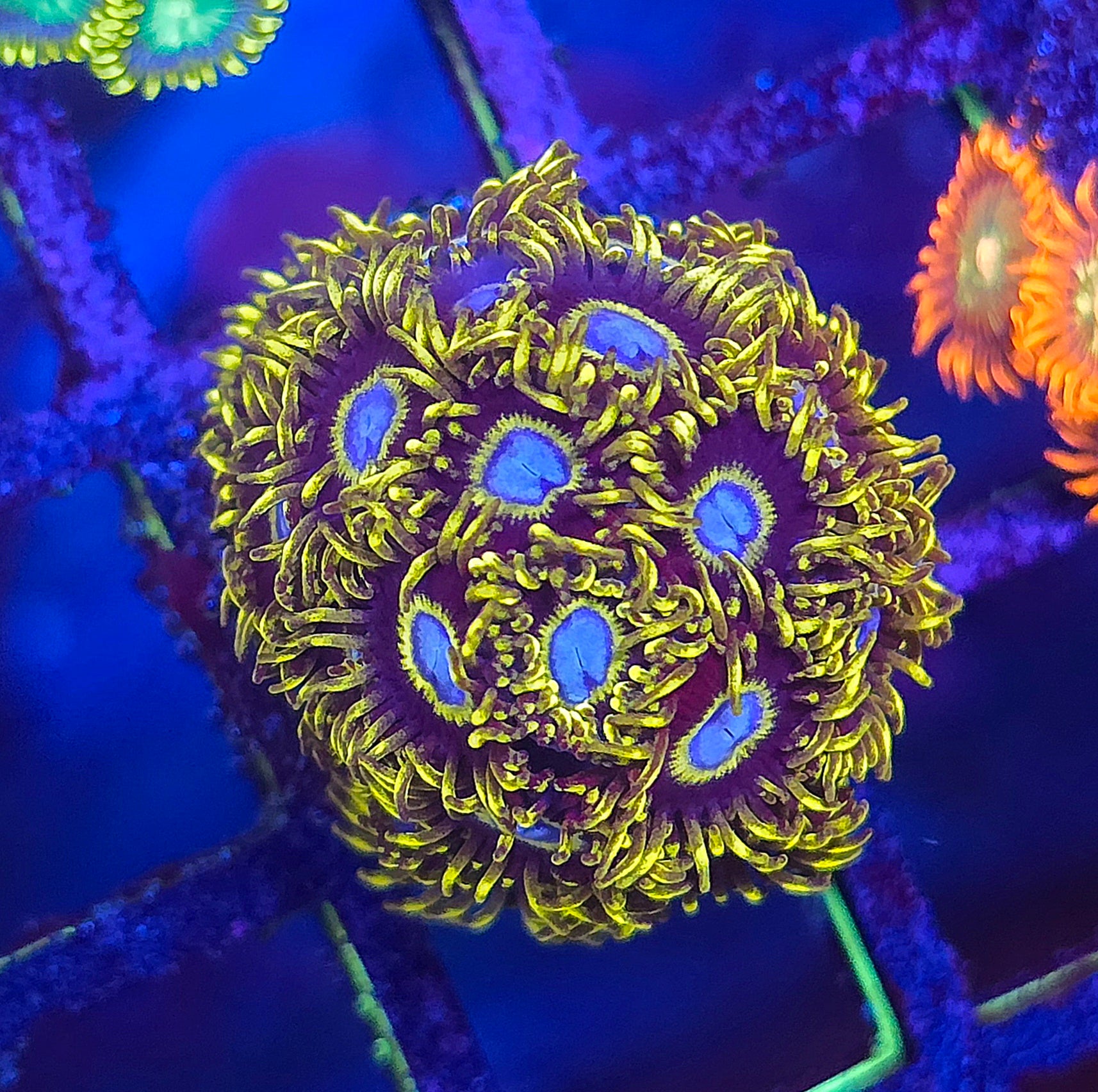Frozen Hornet Zoa – Coral Insanity
