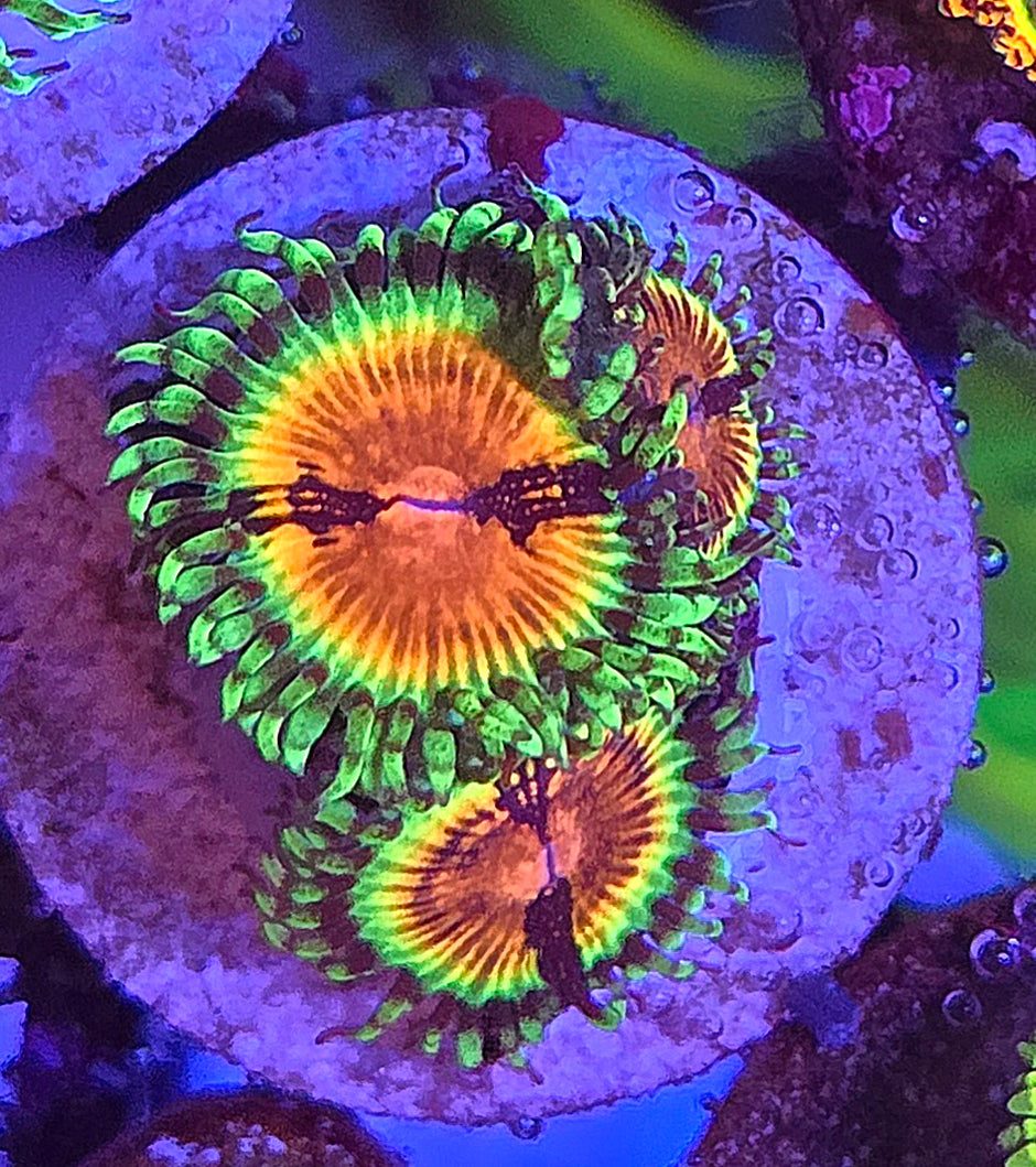 High End Zoas – Page 2 – Coral Insanity