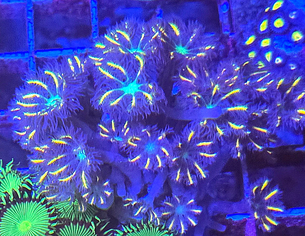 WYSIWYG – Coral Insanity