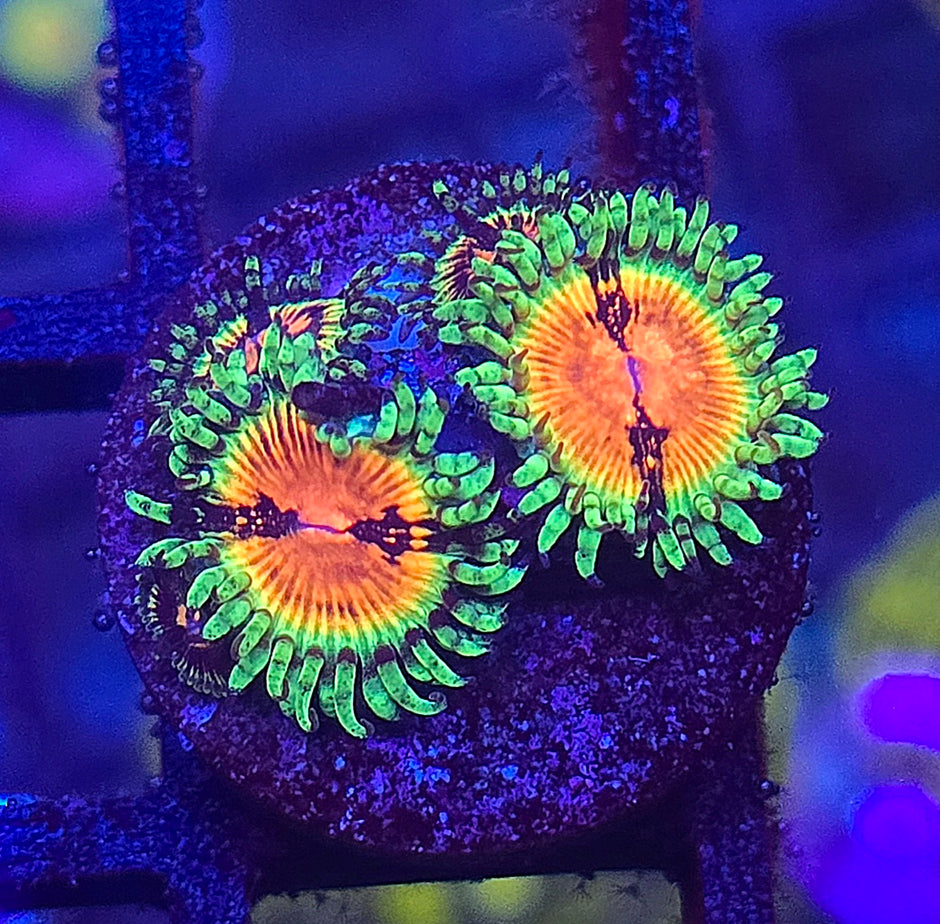 High End Zoas – Page 2 – Coral Insanity