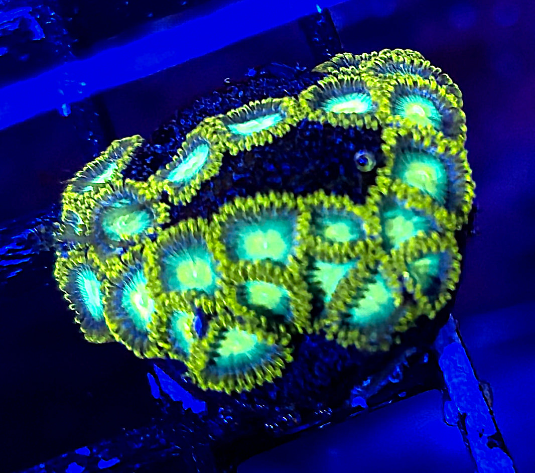 High End Zoas – Coral Insanity