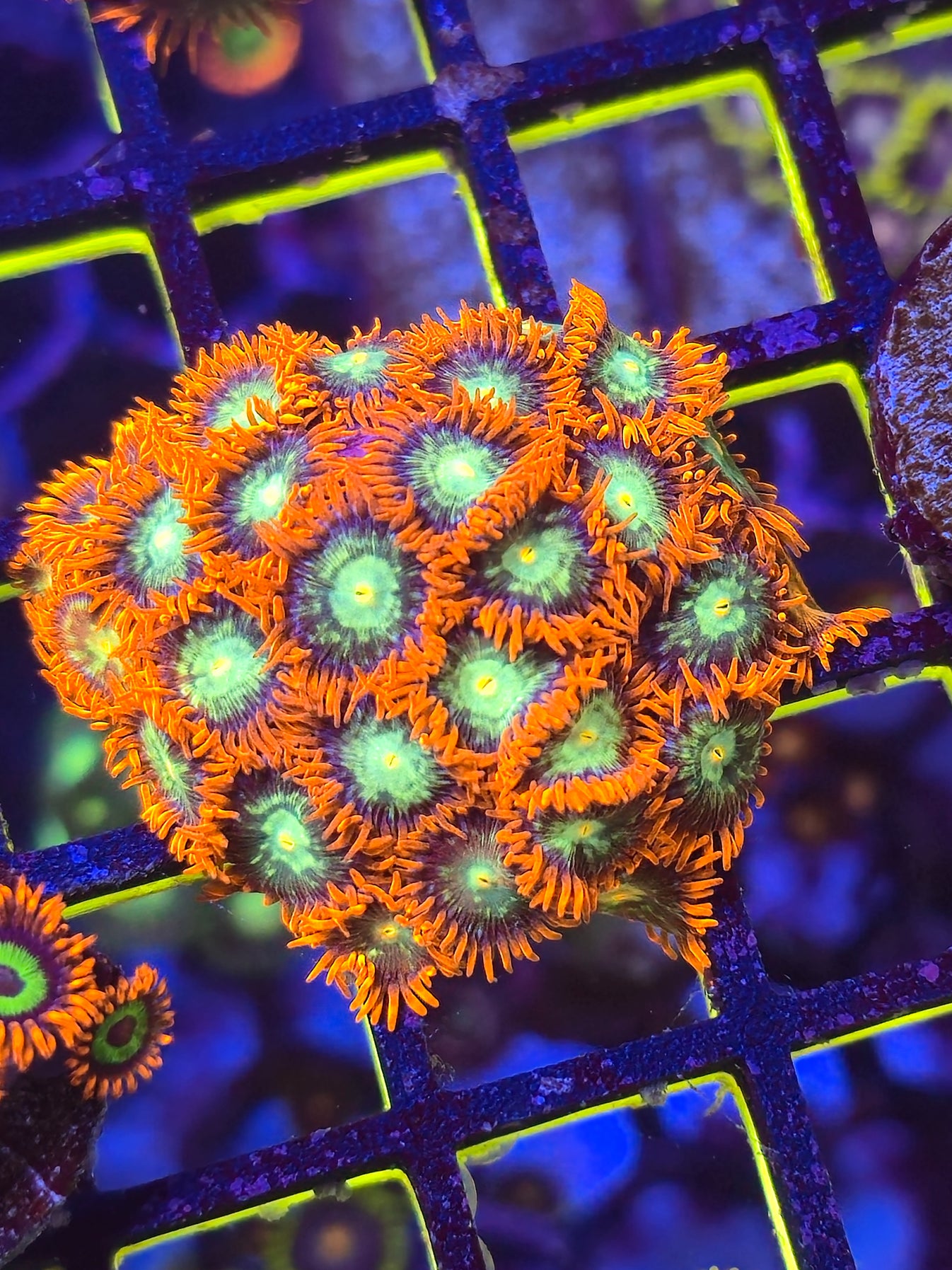 WWC Astral Shift Zoas – Coral Insanity